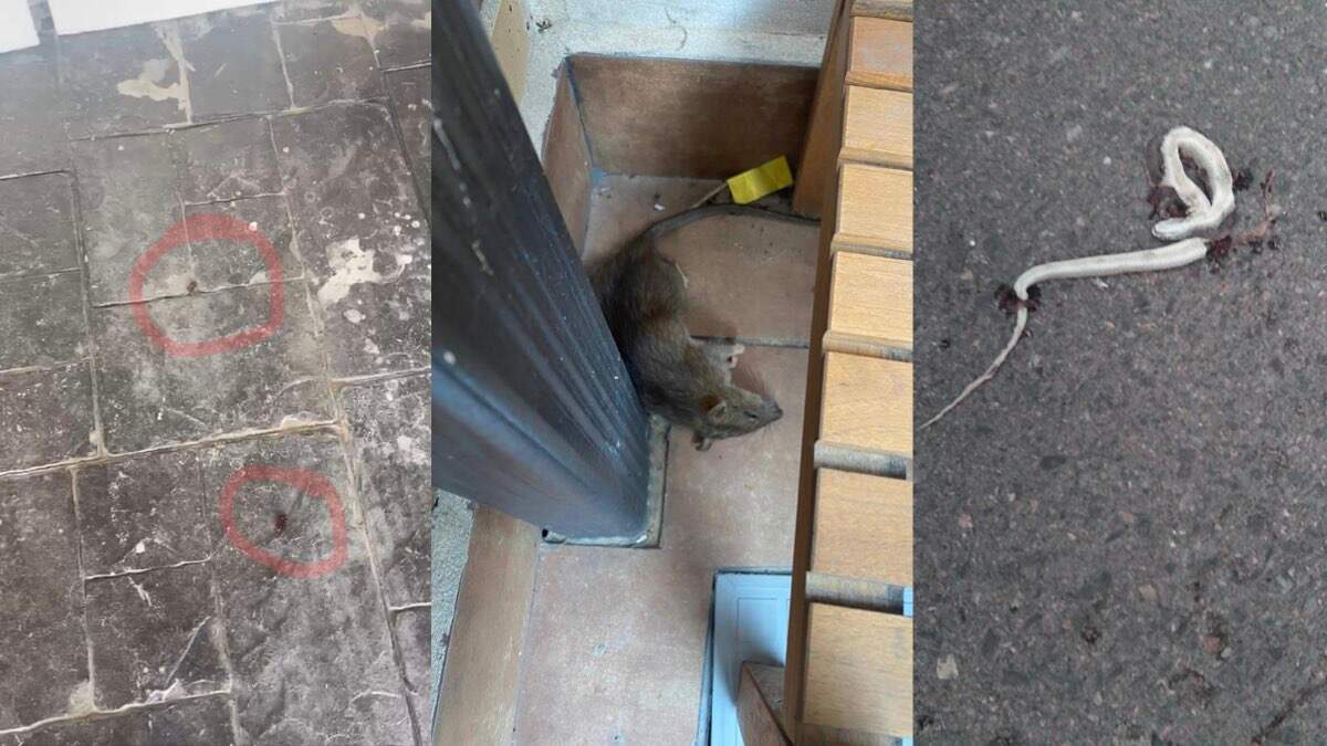 Vecinos de Mejorada denuncian una plaga de cucarachas, ratas y culebras ...