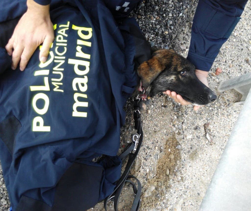 La Policía rescata a un perro atropellado en la M-45 MiraCorredor